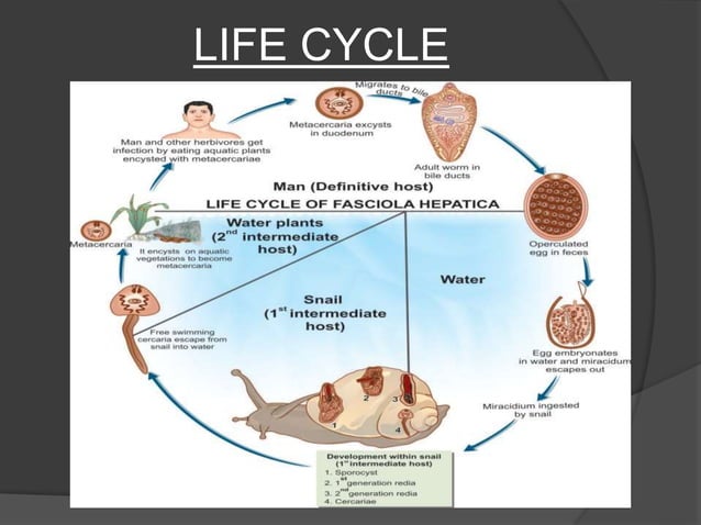 Trematodes:FLUKES | PPTX | Infectious Diseases | Diseases and Conditions