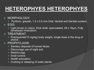 Trematodes:FLUKES | PPTX