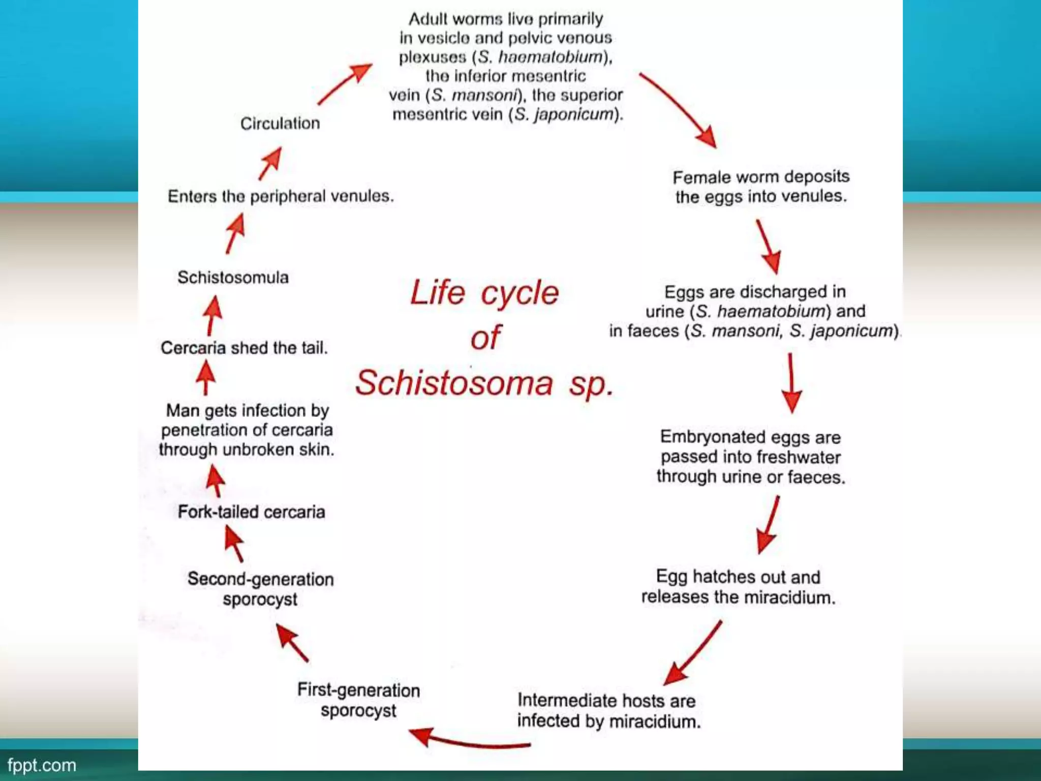 Trematodes by Dr. Rakesh Prasad Sah | PPTX