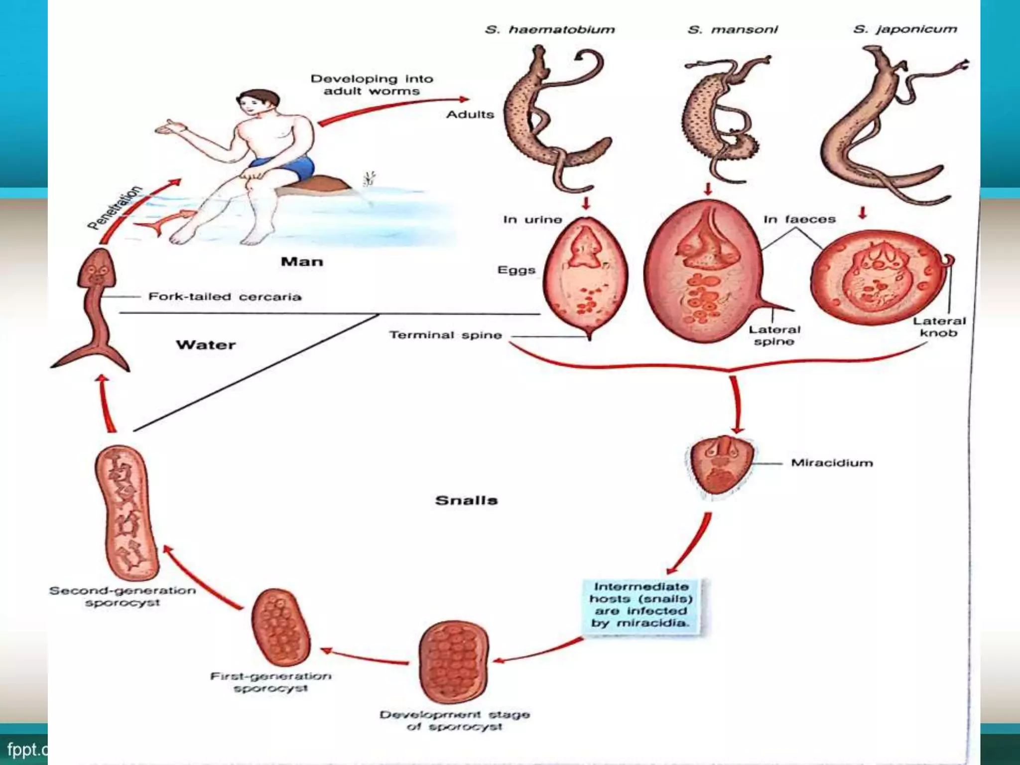 Trematodes by Dr. Rakesh Prasad Sah | PPTX