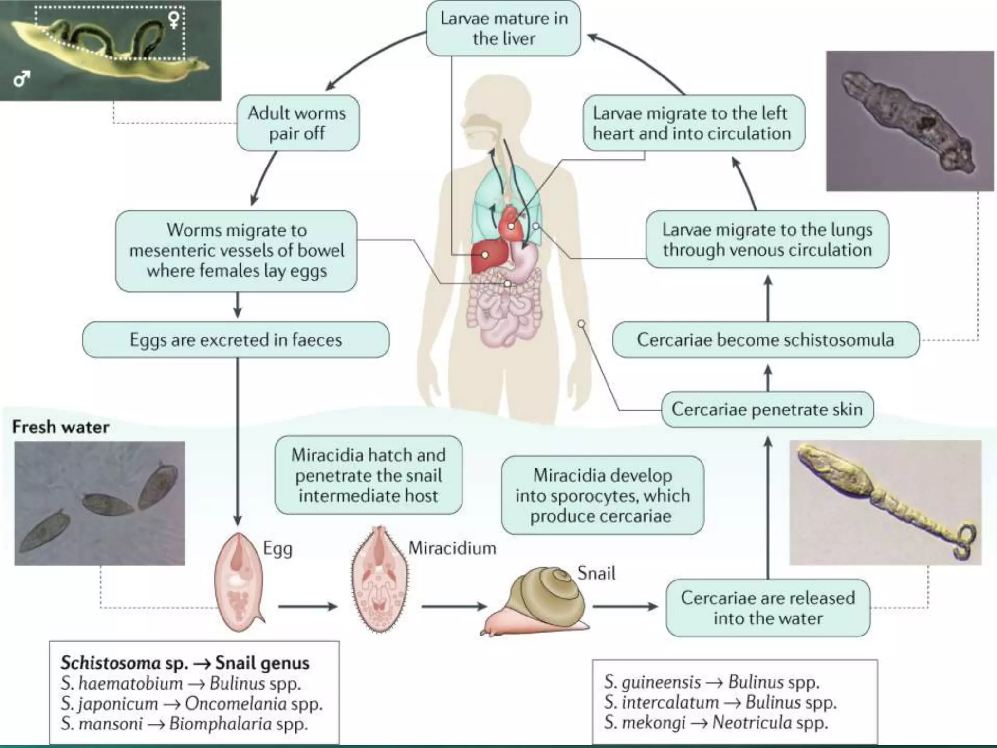 Trematodes by Dr. Rakesh Prasad Sah | PPTX