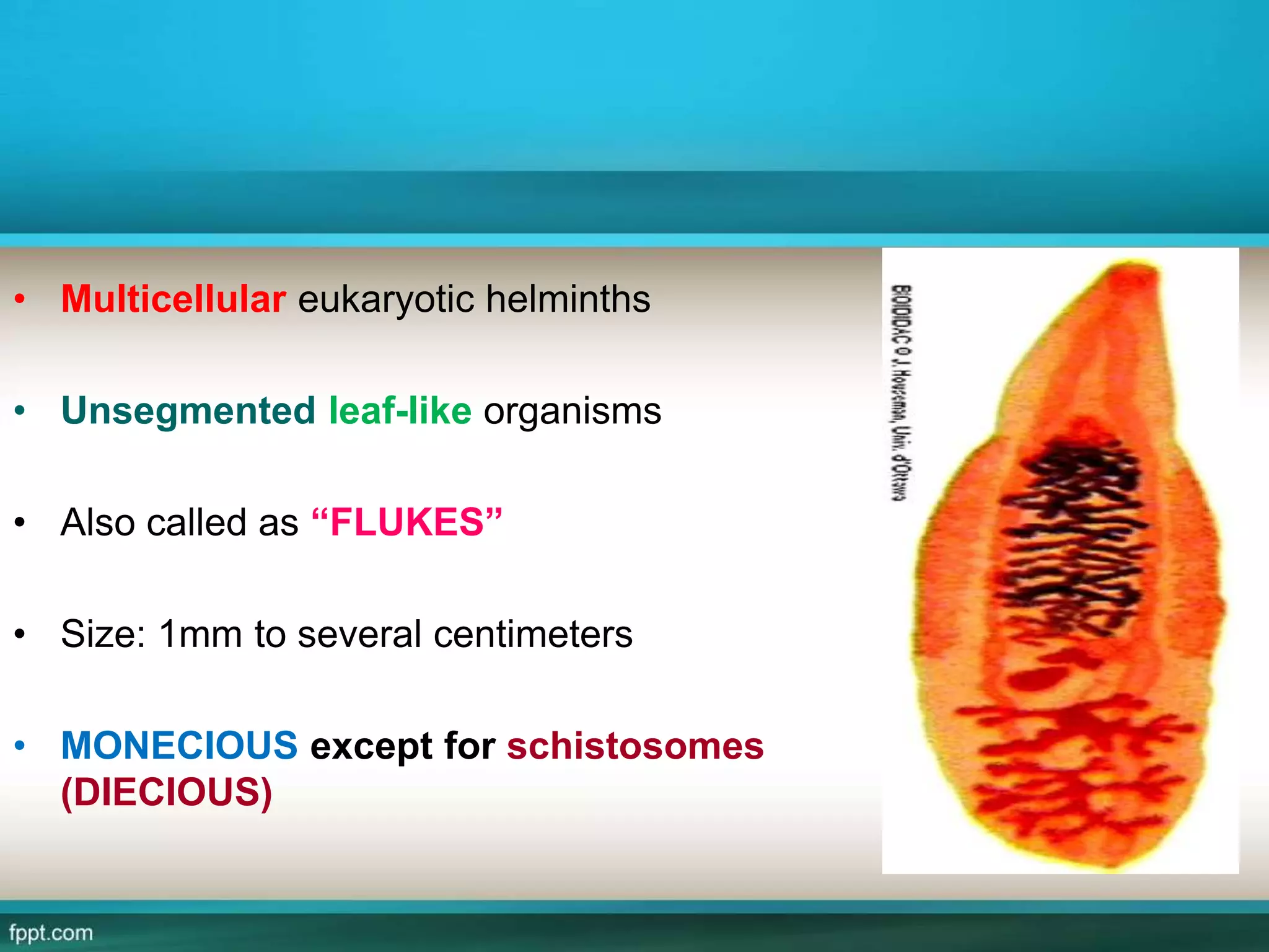 Trematodes by Dr. Rakesh Prasad Sah | PPTX