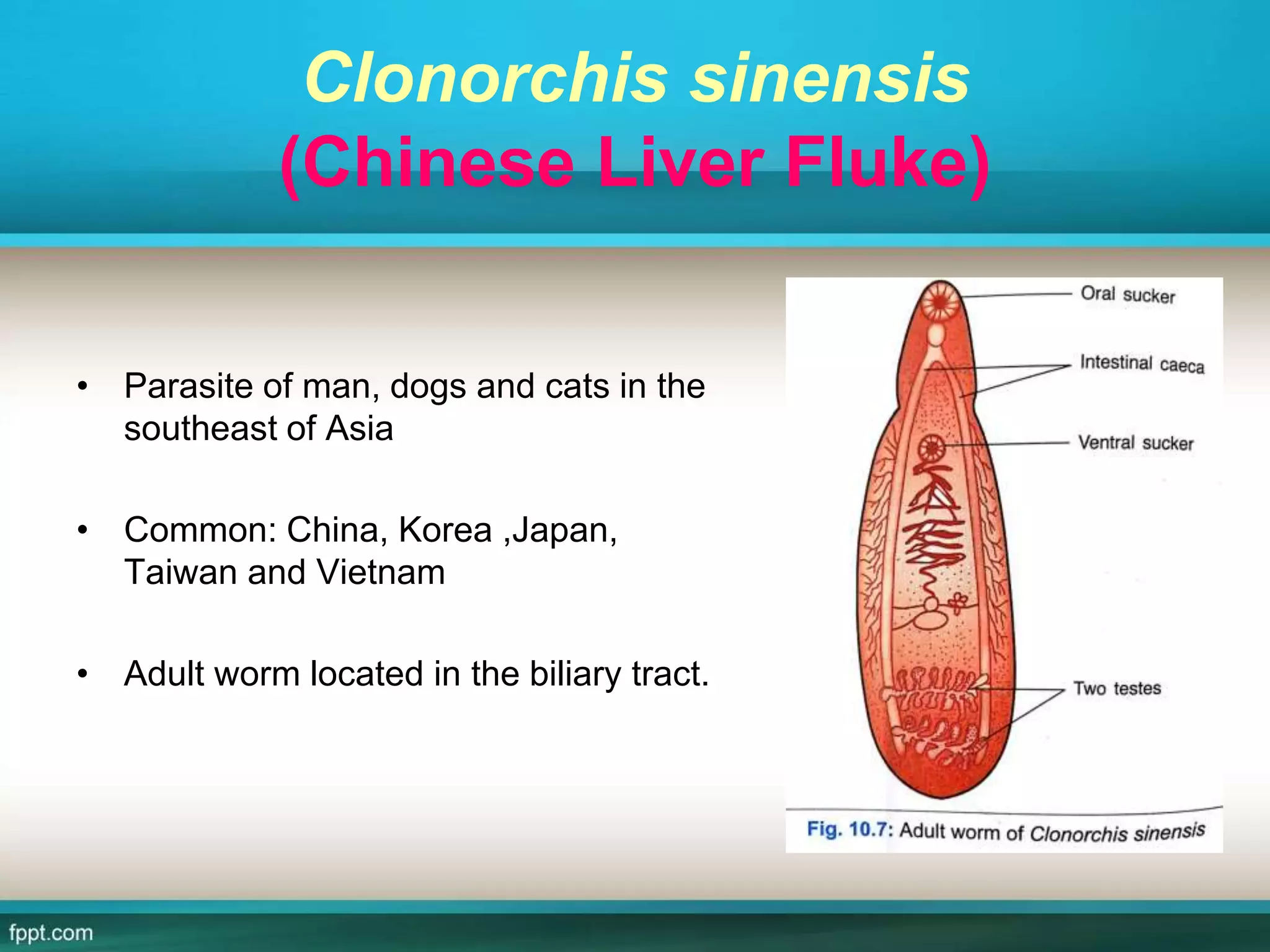 Trematodes by Dr. Rakesh Prasad Sah | PPTX