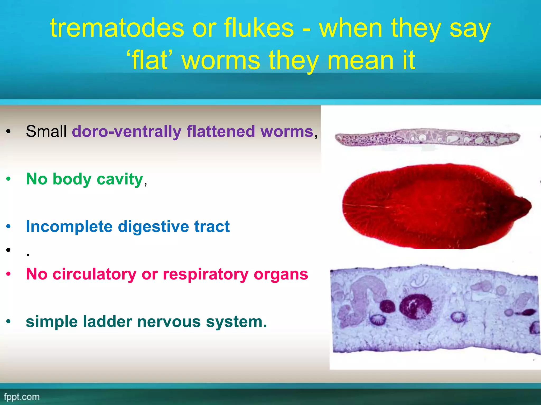 Trematodes by Dr. Rakesh Prasad Sah | PPTX