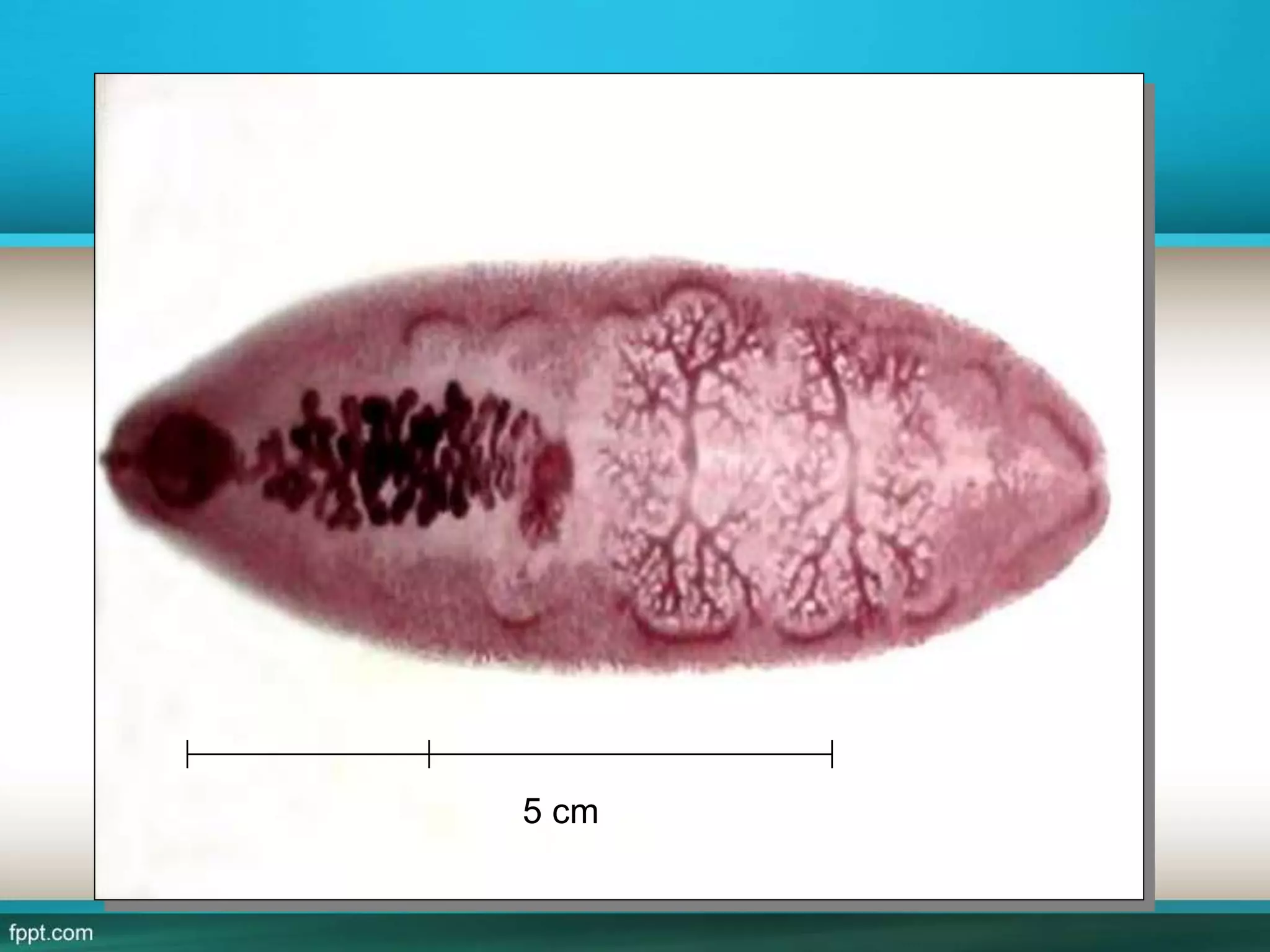 Trematodes by Dr. Rakesh Prasad Sah | PPTX