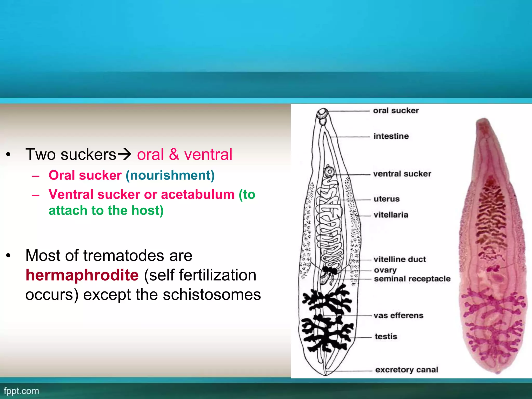Trematodes by Dr. Rakesh Prasad Sah | PPTX
