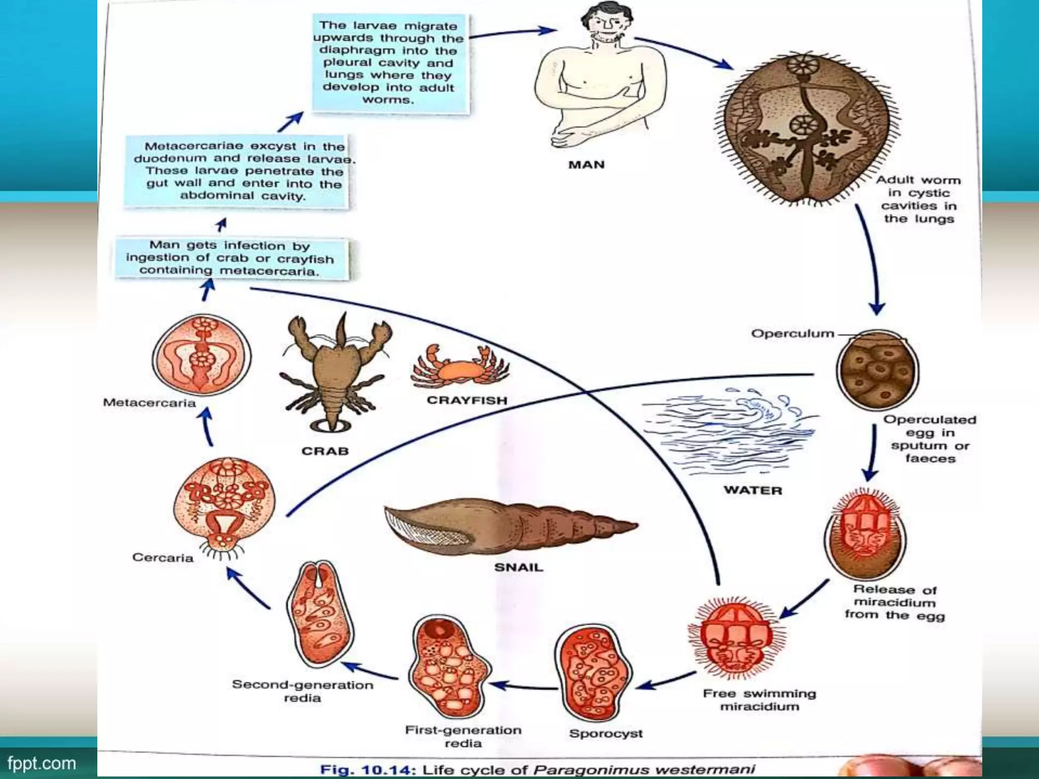 Trematodes by Dr. Rakesh Prasad Sah | PPTX