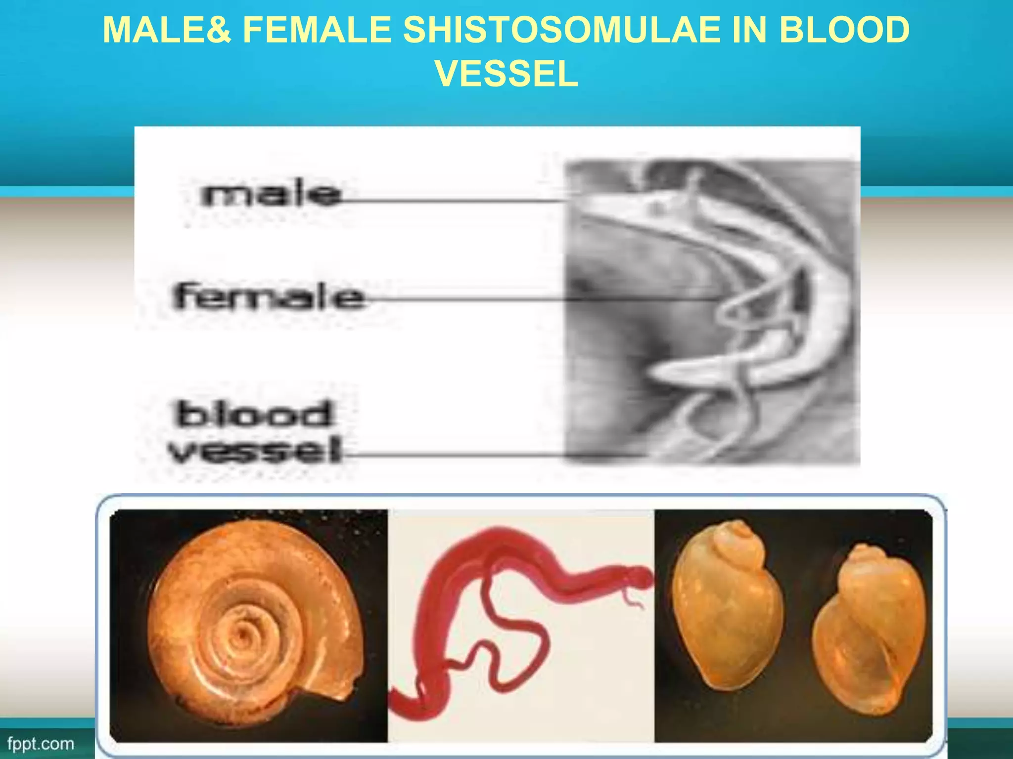 Trematodes by Dr. Rakesh Prasad Sah | PPTX