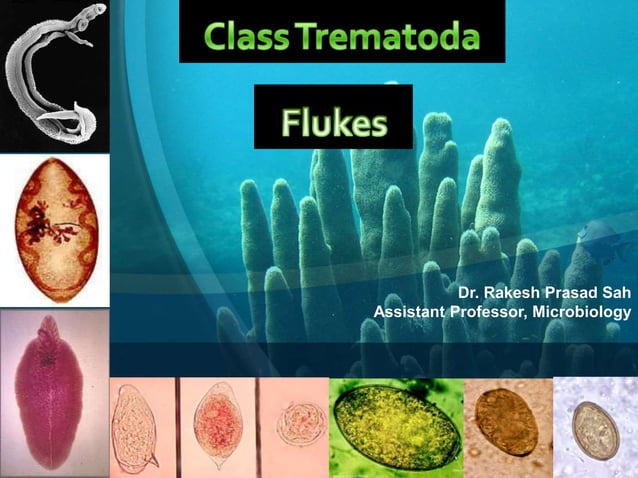 Trematodes by Dr. Rakesh Prasad Sah | PPTX
