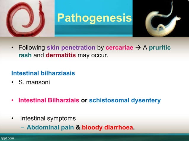 Trematodes by Dr. Rakesh Prasad Sah | PPTX