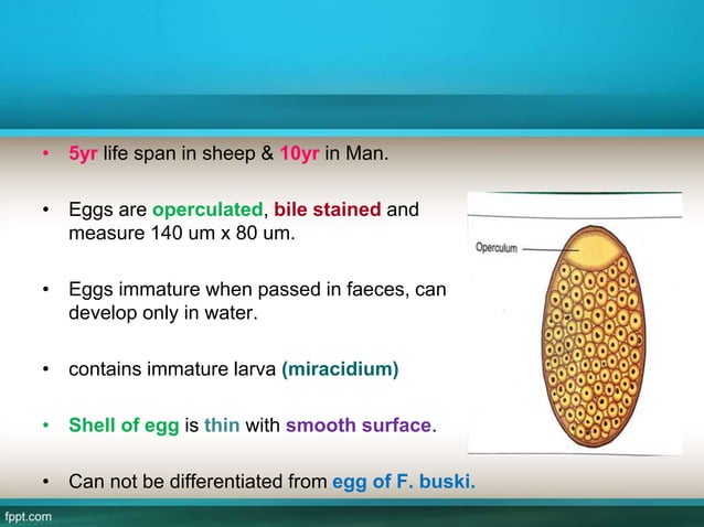 Trematodes by Dr. Rakesh Prasad Sah | PPTX