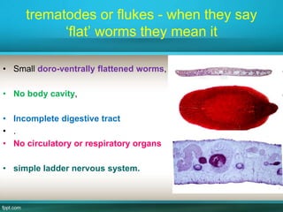 Trematodes by Dr. Rakesh Prasad Sah | PPTX