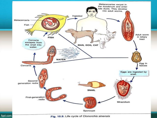 Trematodes by Dr. Rakesh Prasad Sah | PPTX