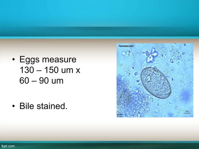 Trematodes by Dr. Rakesh Prasad Sah | PPTX