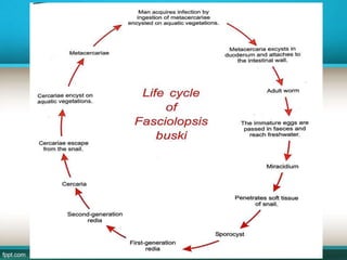 Trematodes by Dr. Rakesh Prasad Sah | PPTX