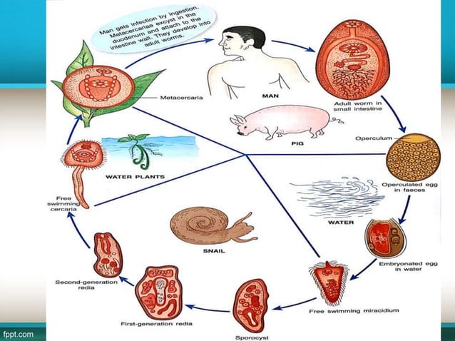 Trematodes by Dr. Rakesh Prasad Sah | PPTX