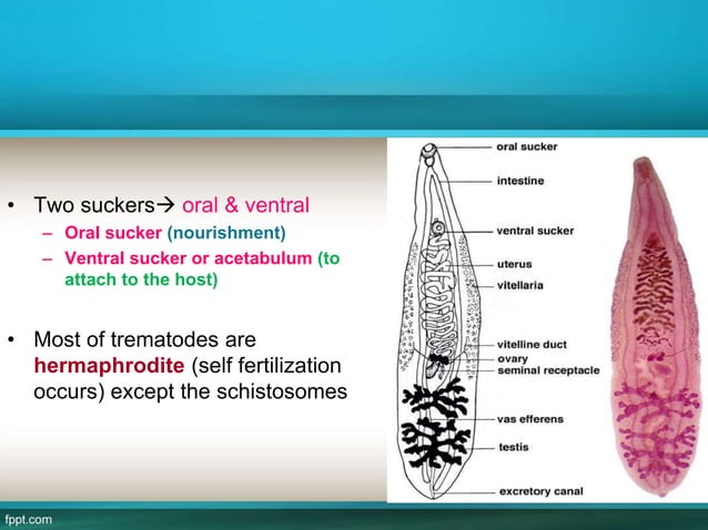 Trematodes by Dr. Rakesh Prasad Sah | PPTX