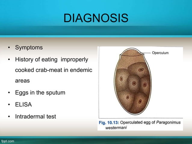 Trematodes by Dr. Rakesh Prasad Sah | PPTX