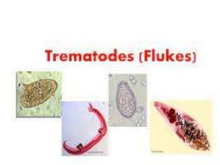 Trematodes | PPTX