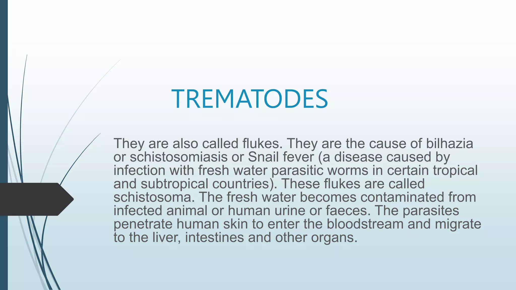 TREMATODES.pptx