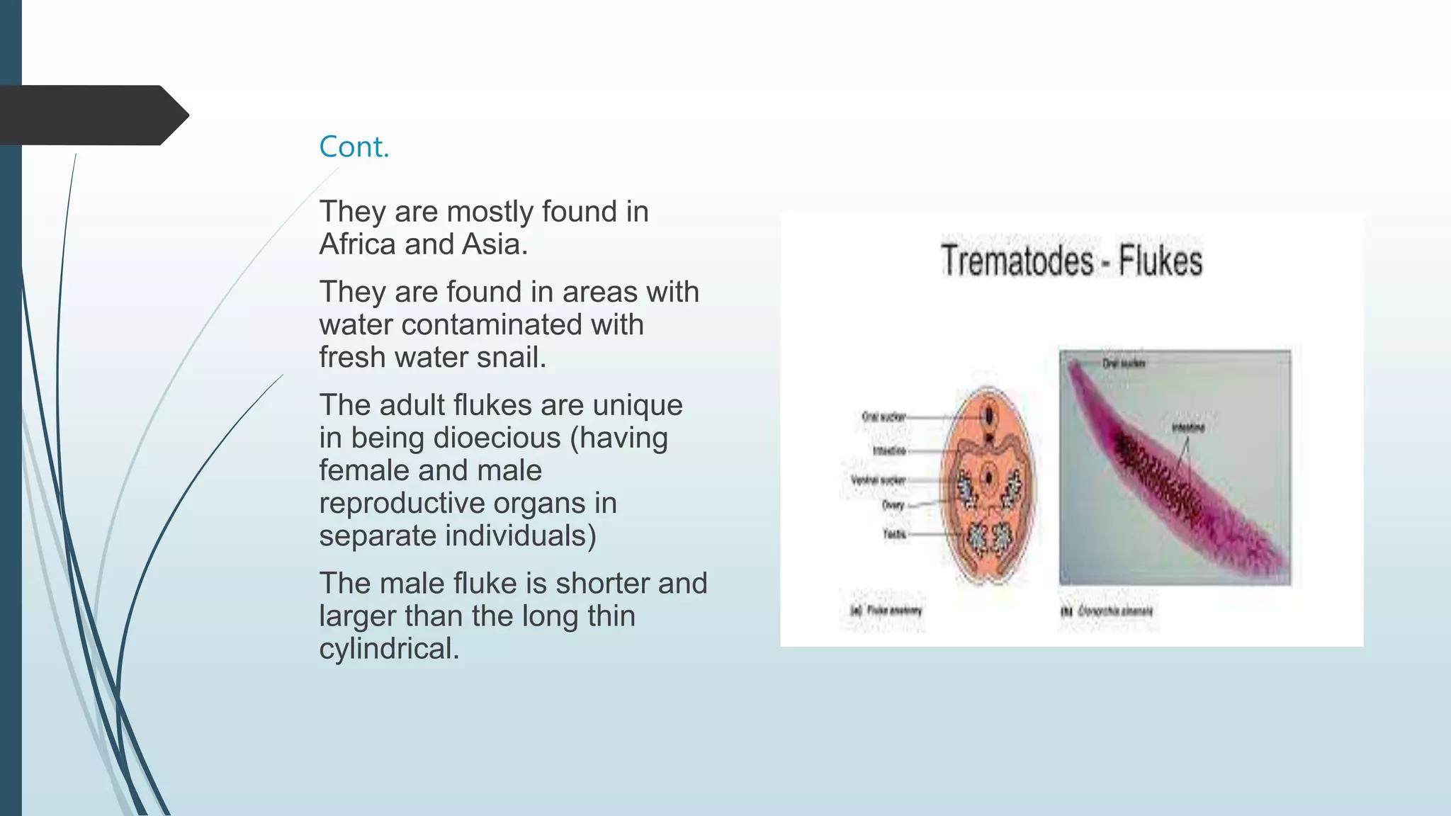 TREMATODES.pptx