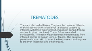 TREMATODES.pptx