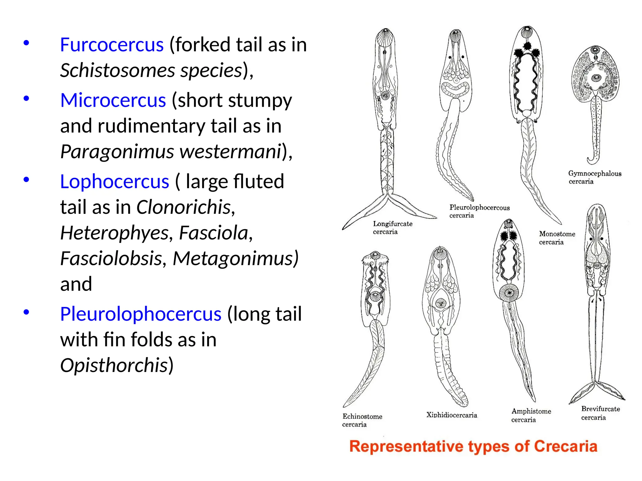 Trematodes.pptx trematodes detail explanation | PPTX