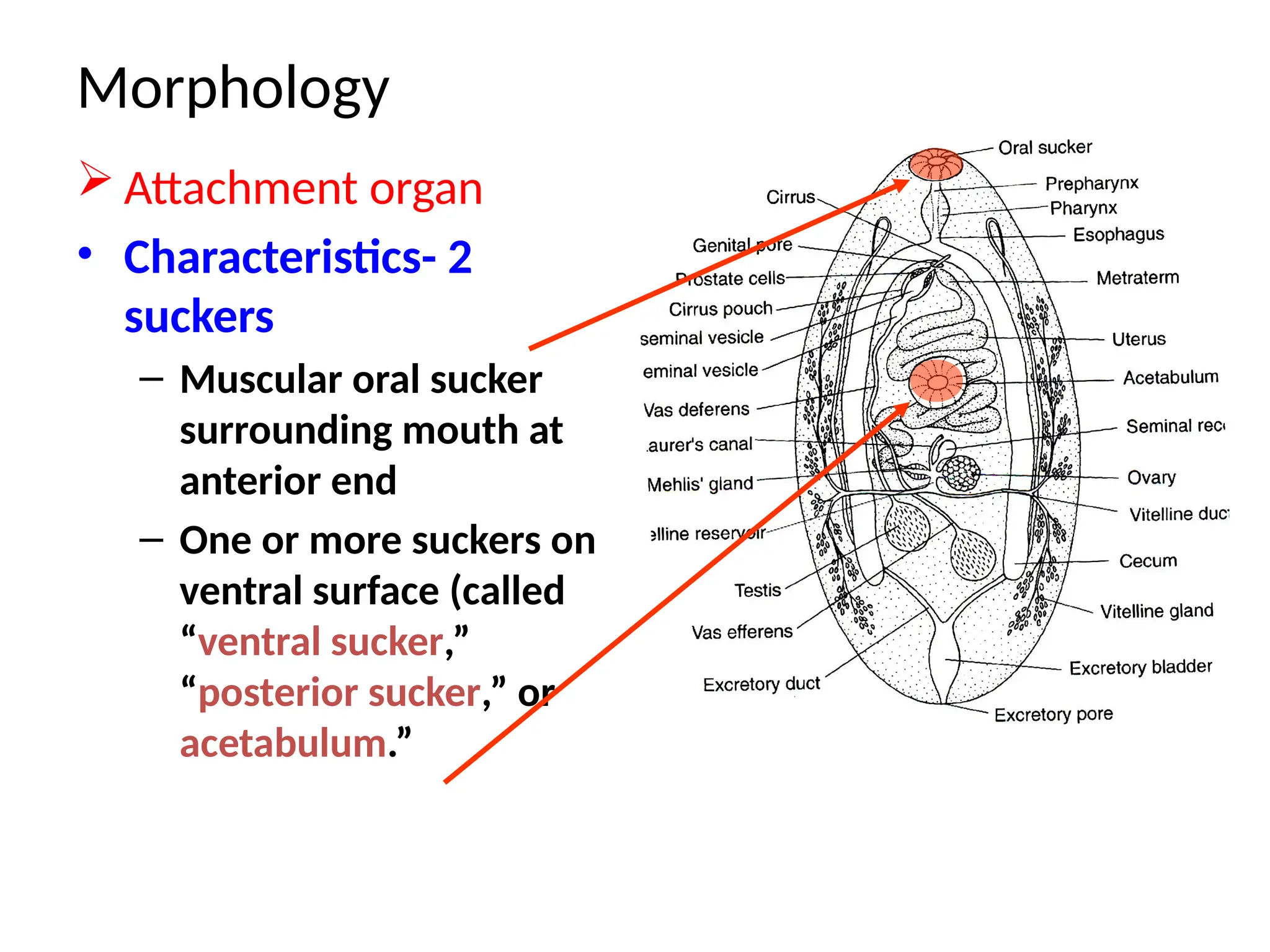Trematodes.pptx trematodes detail explanation | PPTX