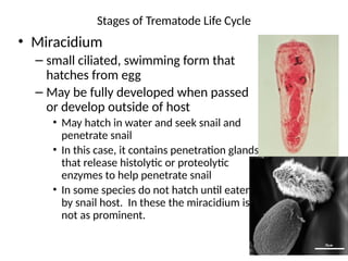 Trematodes.pptx trematodes detail explanation | PPTX
