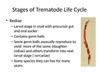 Trematodes.pptx trematodes detail explanation | PPTX