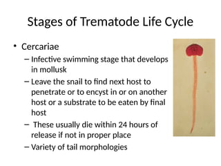 Trematodes.pptx trematodes detail explanation | PPTX