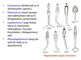 Trematodes.pptx trematodes detail explanation | PPTX