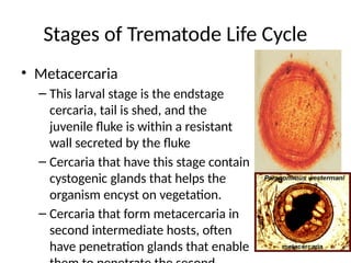 Trematodes.pptx trematodes detail explanation | PPTX