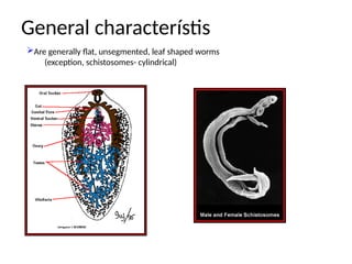 Trematodes.pptx trematodes detail explanation | PPTX