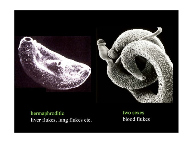 Trematodes.pptx trematodes detail explanation | PPTX | Geology | Science