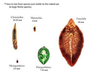 Trematodes.pptx trematodes detail explanation | PPTX