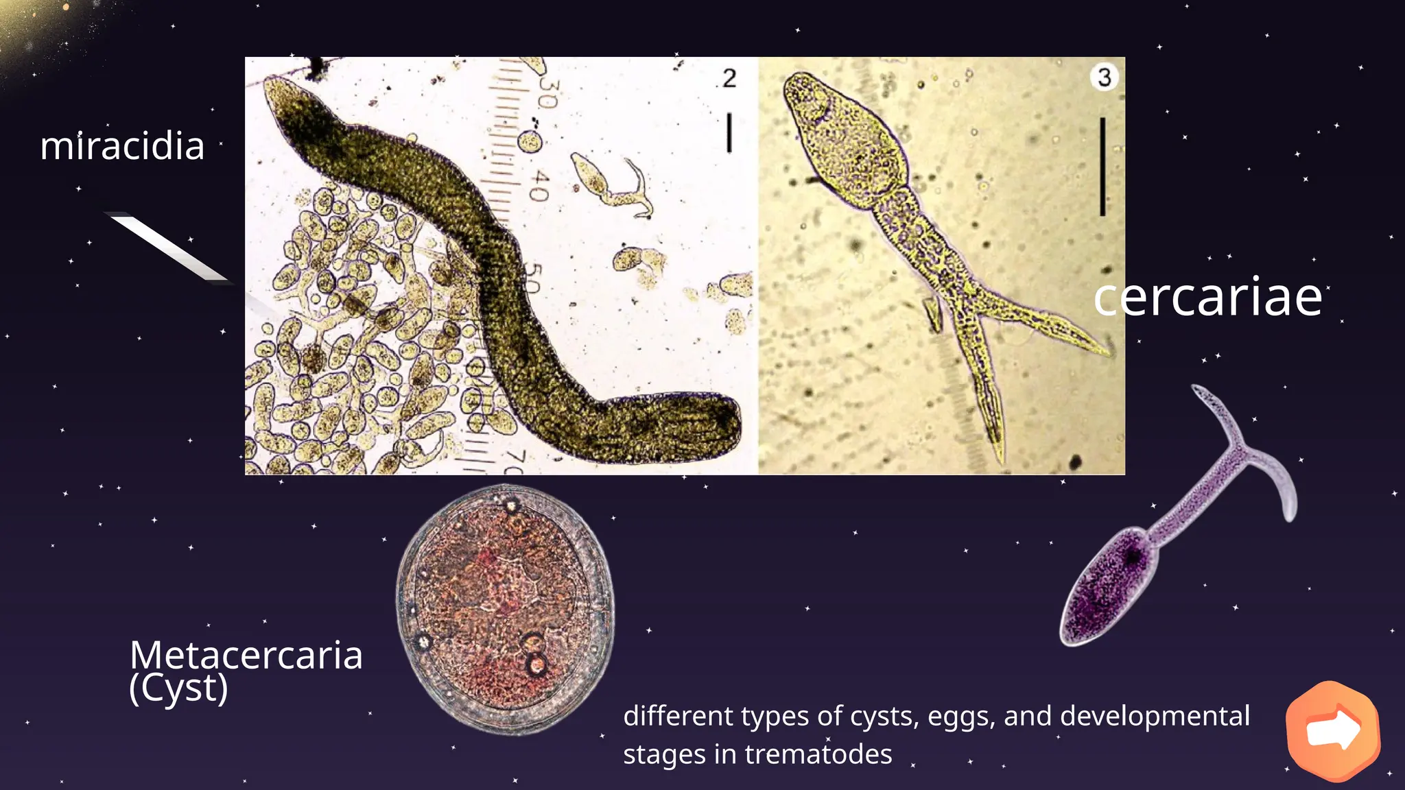 trematodes and cestods STRUCTURAL FEATURES C | PPTX