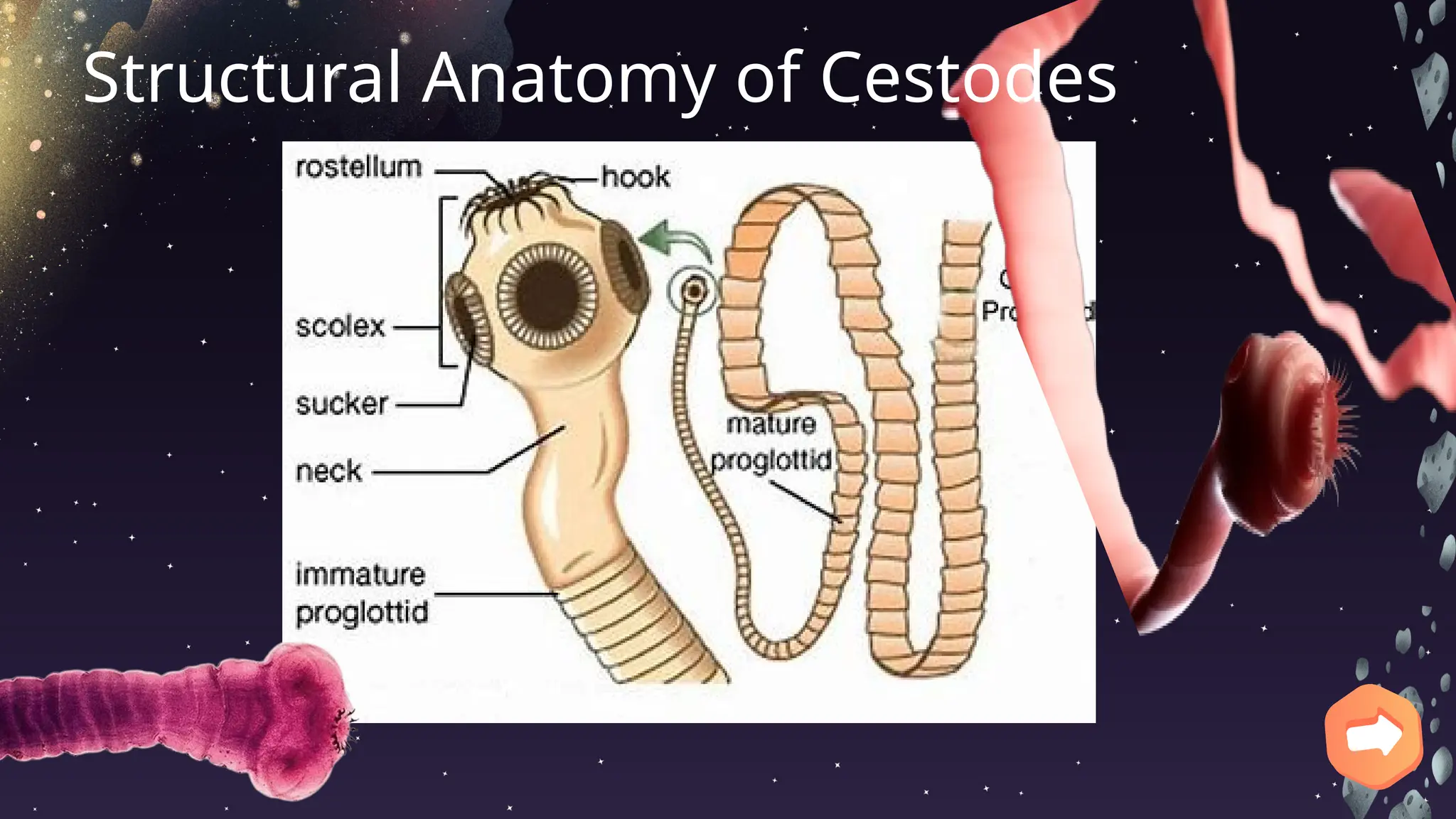 trematodes and cestods STRUCTURAL FEATURES C | PPTX