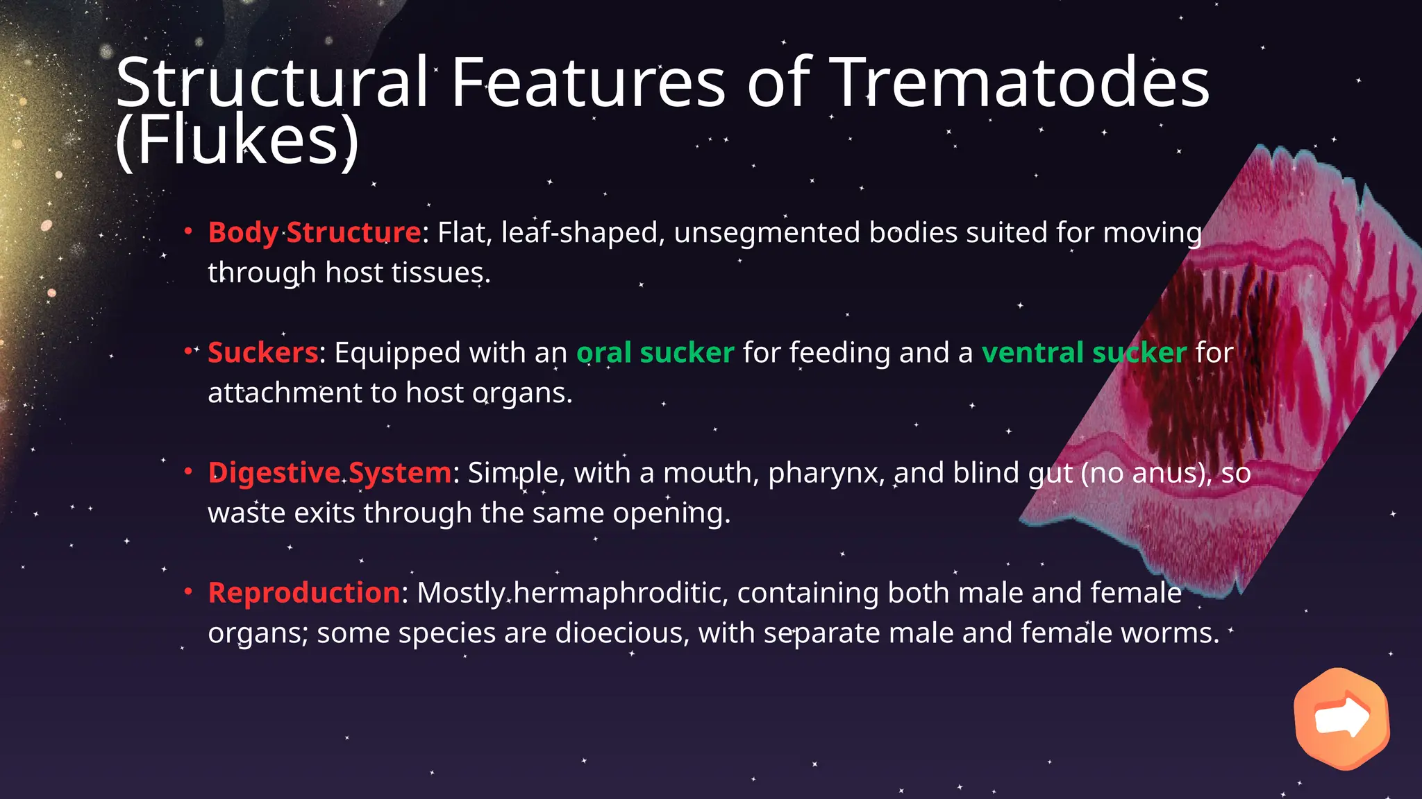 trematodes and cestods STRUCTURAL FEATURES C | PPTX