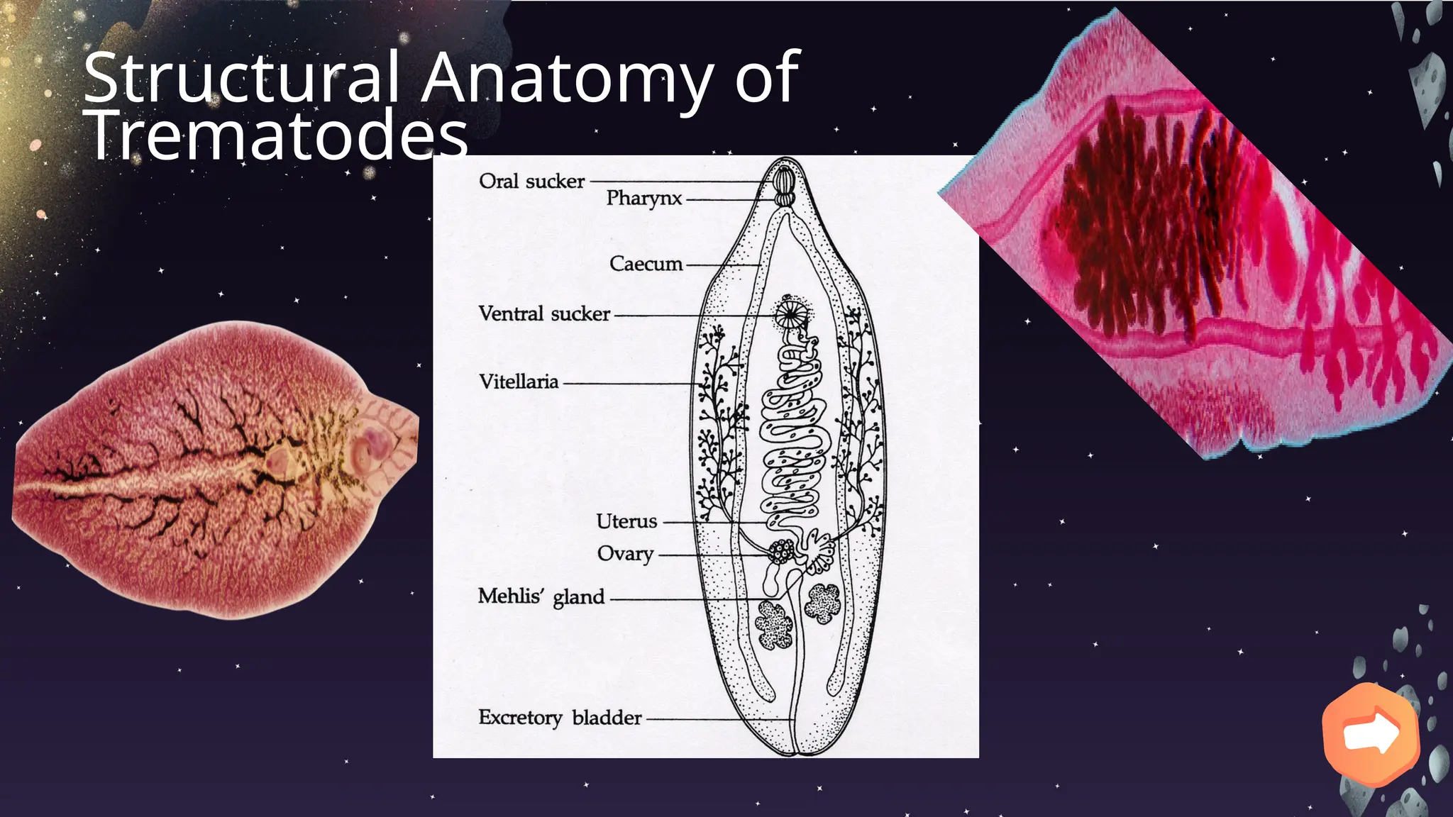 trematodes and cestods STRUCTURAL FEATURES C | PPTX