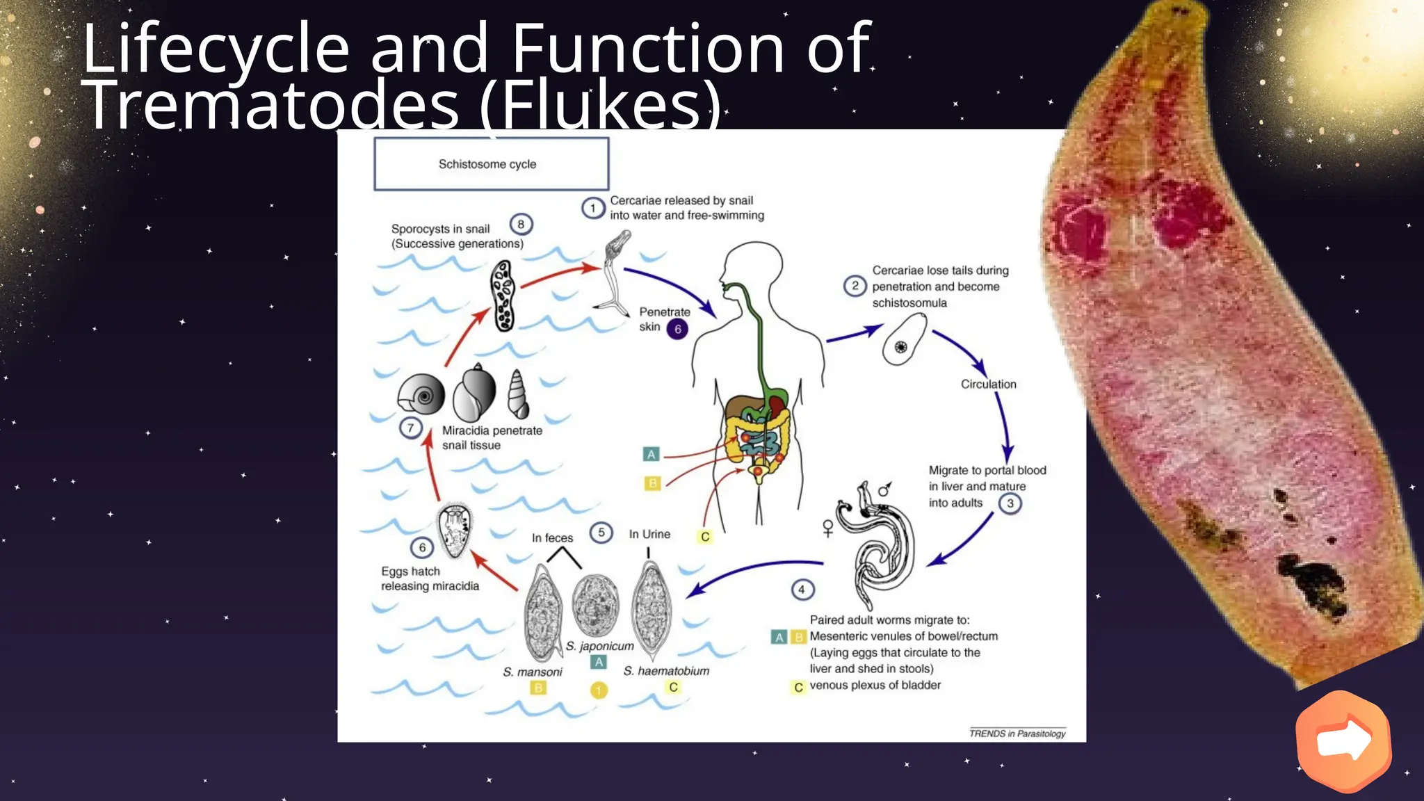 trematodes and cestods STRUCTURAL FEATURES C | PPTX