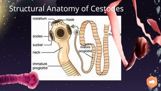 trematodes and cestods STRUCTURAL FEATURES C | PPTX