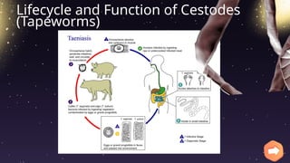trematodes and cestods STRUCTURAL FEATURES C | PPTX