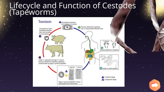 trematodes and cestods STRUCTURAL FEATURES C | PPT