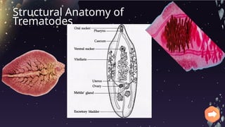 trematodes and cestods STRUCTURAL FEATURES C | PPTX