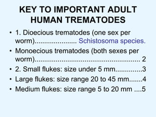 Trematodes kb | PPT
