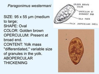 Paragonimus Westermani Egg Operculum