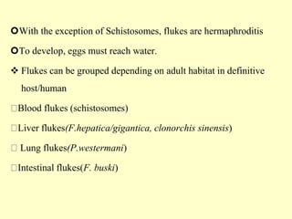 Trematodes MW.ppt