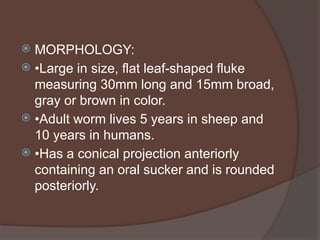 trematodes revised - microbiology180409160526.pptx