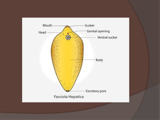 trematodes revised - microbiology180409160526.pptx